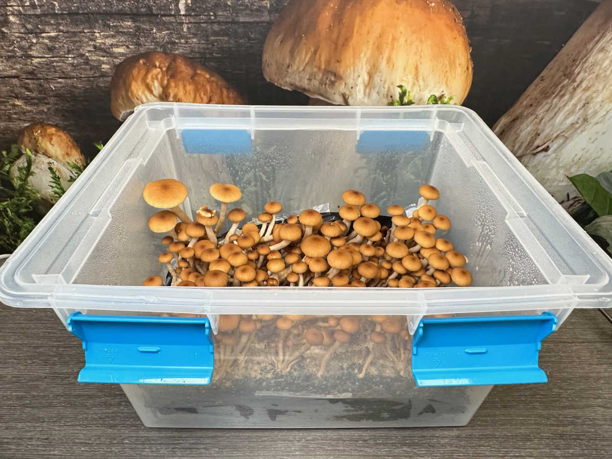 Boomer Bins – Moonlight Garden Supply