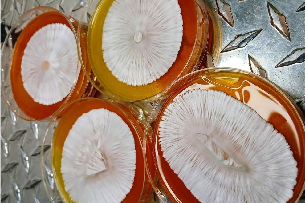 MoonDaddy Myco Agar Plates – Moonlight Garden Supply